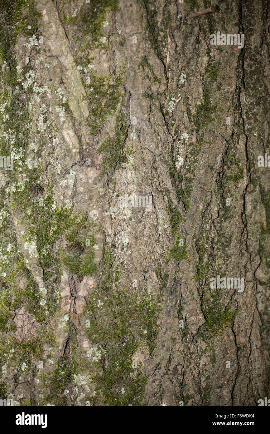 Wood Tree Texture Background Pattern Stock Photo - Alamy