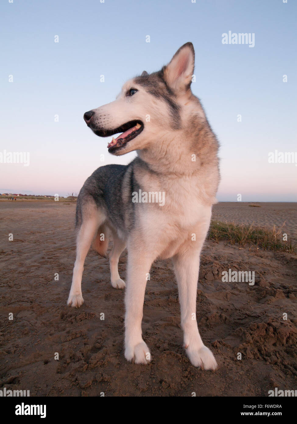 husky dog on a beach at dusk Stock Photo - Alamy