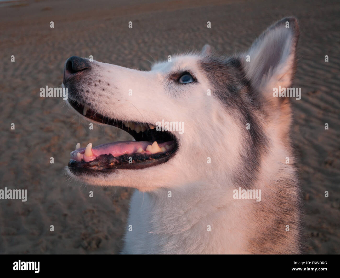 husky dog on a beach at dusk Stock Photo - Alamy