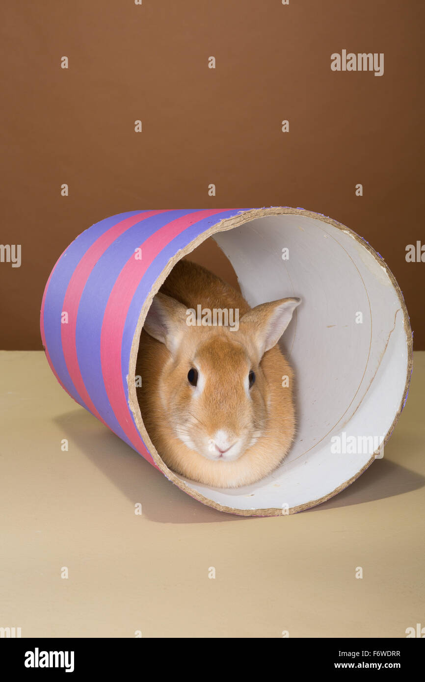 bunny rabbit posing in a tube in a studio against a cream and brown ...