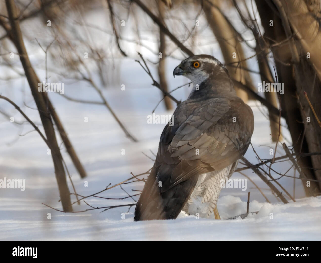 Hawk goshawk hi-res stock photography and images - Alamy