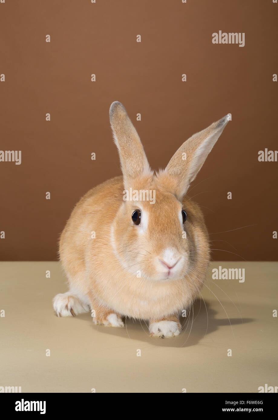 bunny rabbit posing in a studio against a cream and brown wall Stock ...