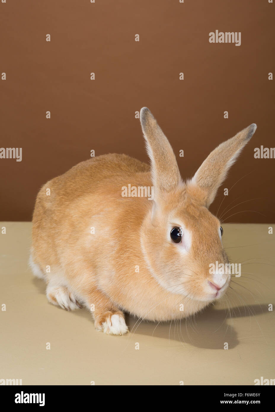 bunny rabbit posing in a studio against a cream and brown wall Stock ...