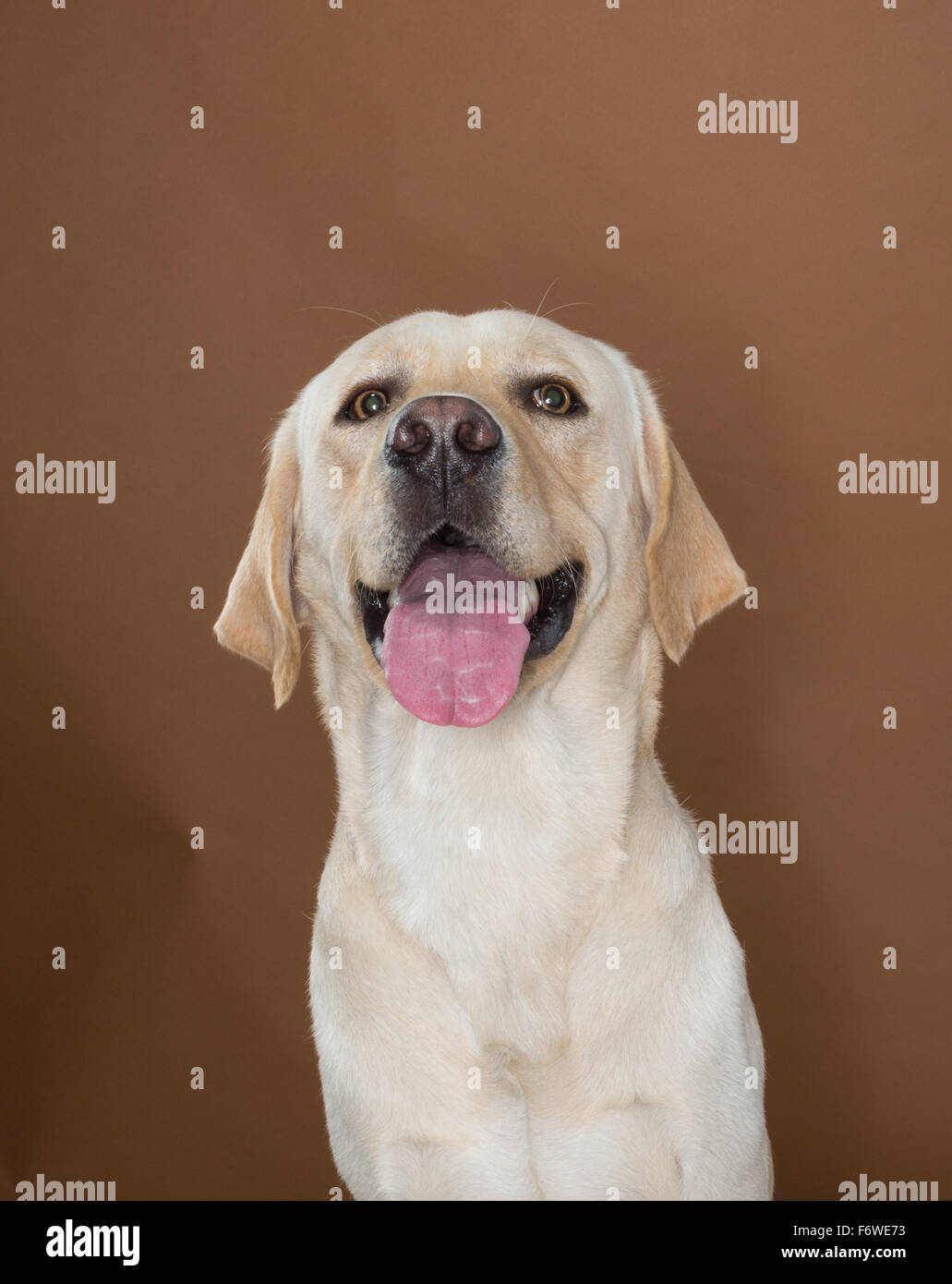 Labrador posing hi-res stock photography and images - Alamy