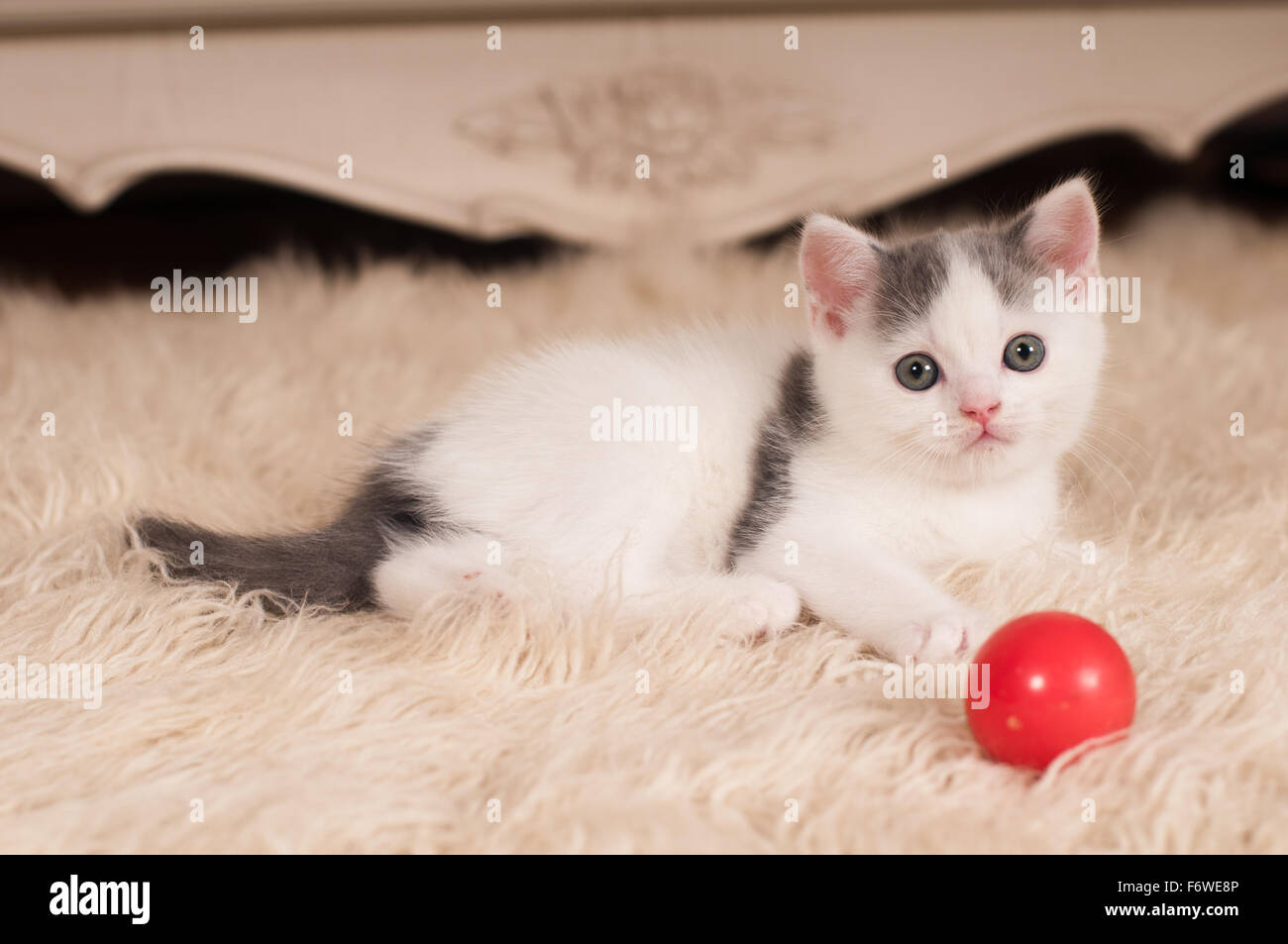 Cute little kitten Stock Photo - Alamy