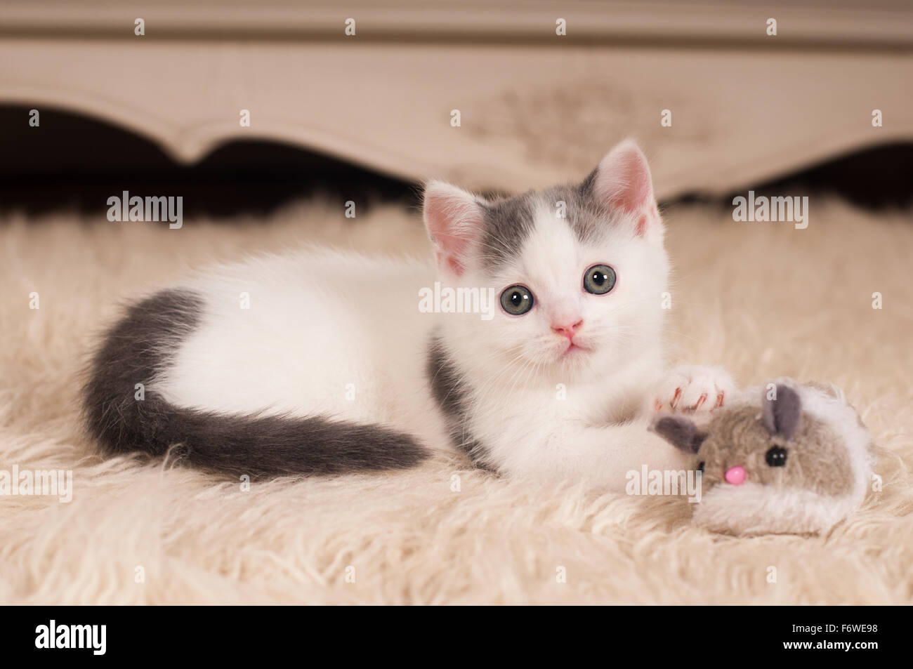 Cute little kitten Stock Photo - Alamy