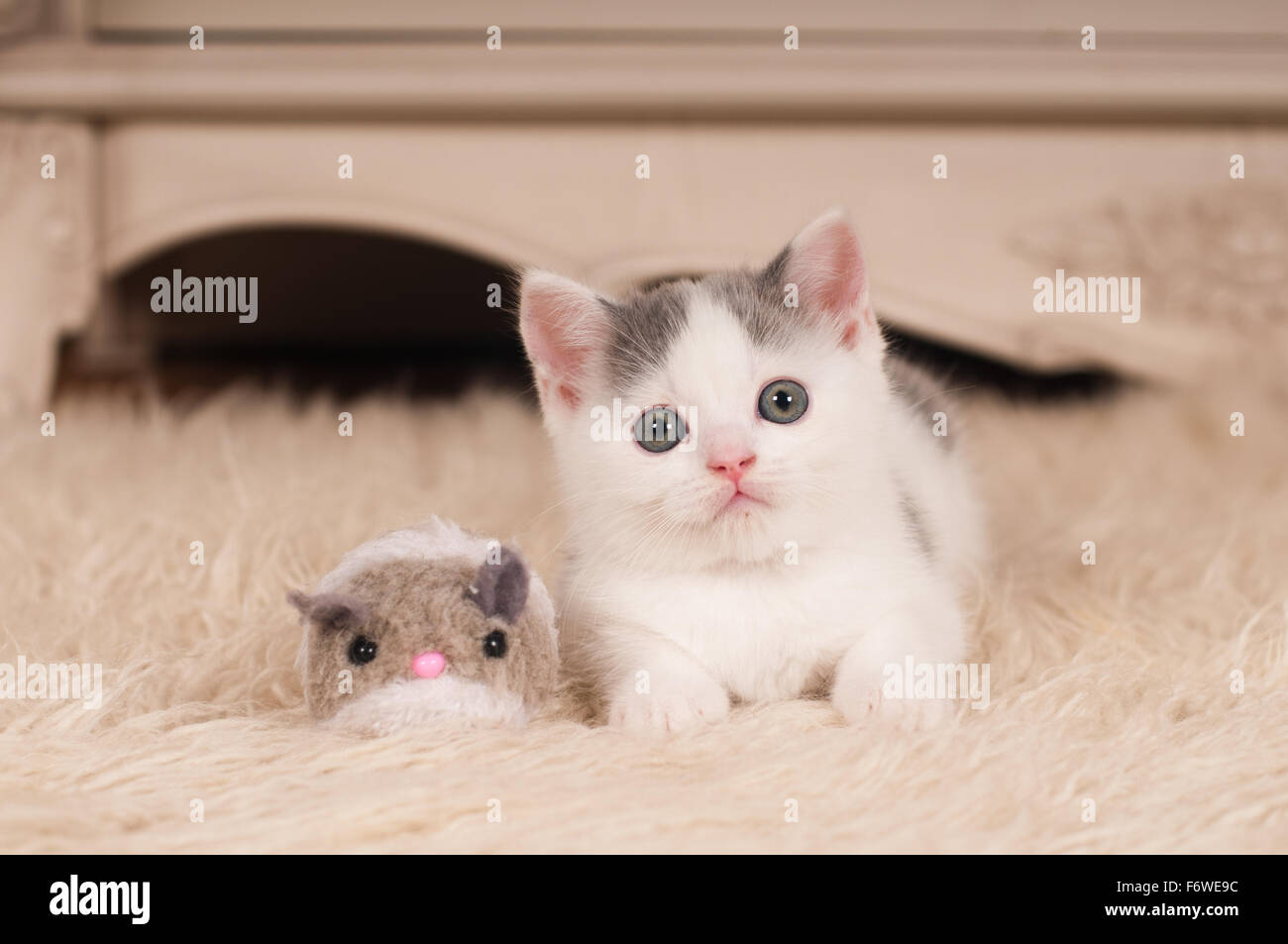Cute little kitten Stock Photo - Alamy