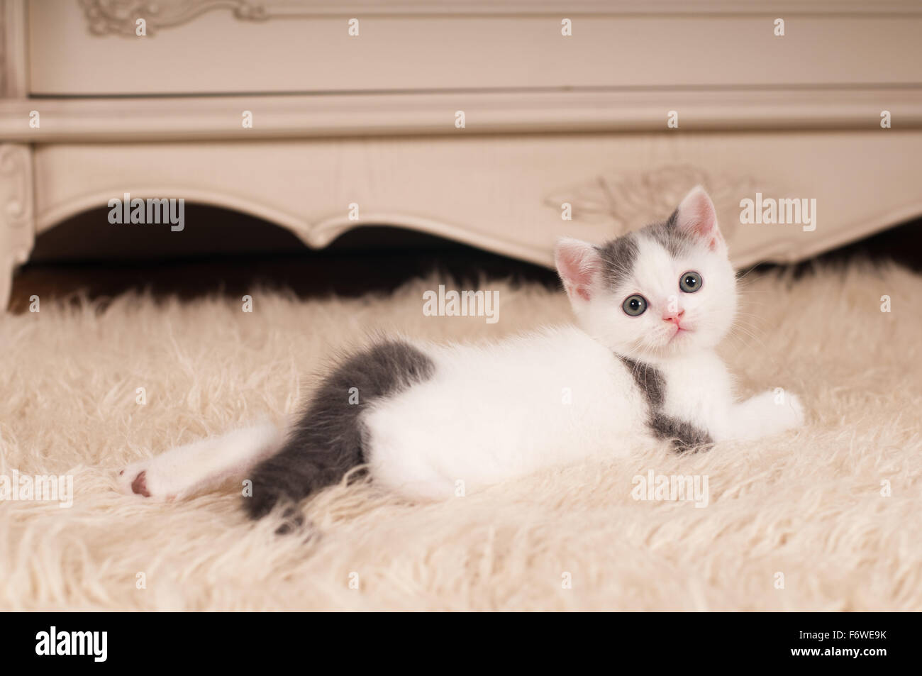 Cute cat full body hi-res stock photography and images - Alamy