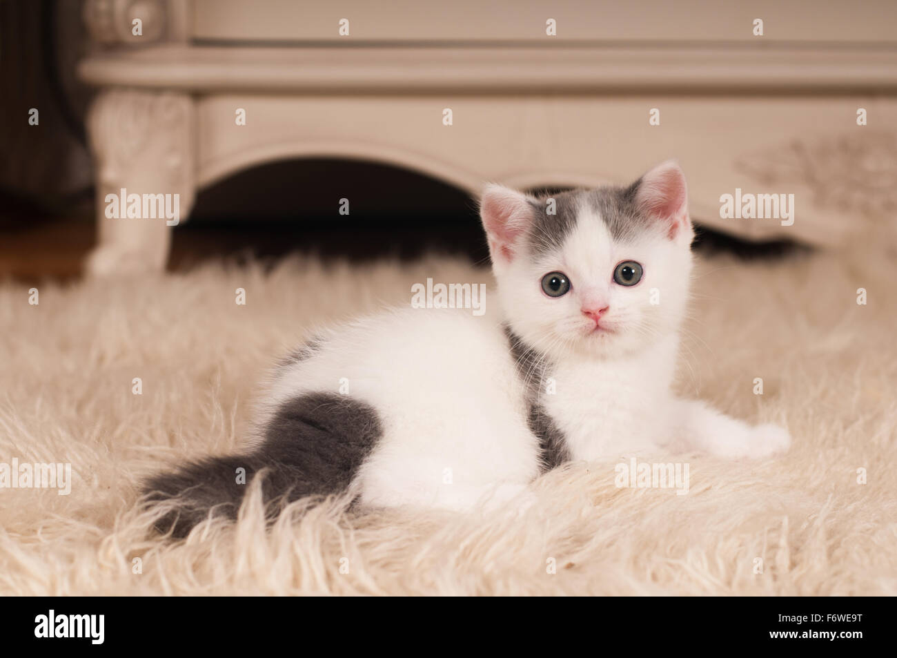 Cute little kitten Stock Photo - Alamy