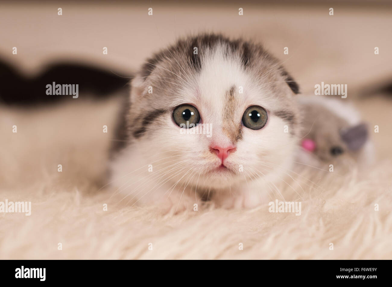 Cute little kitten Stock Photo - Alamy