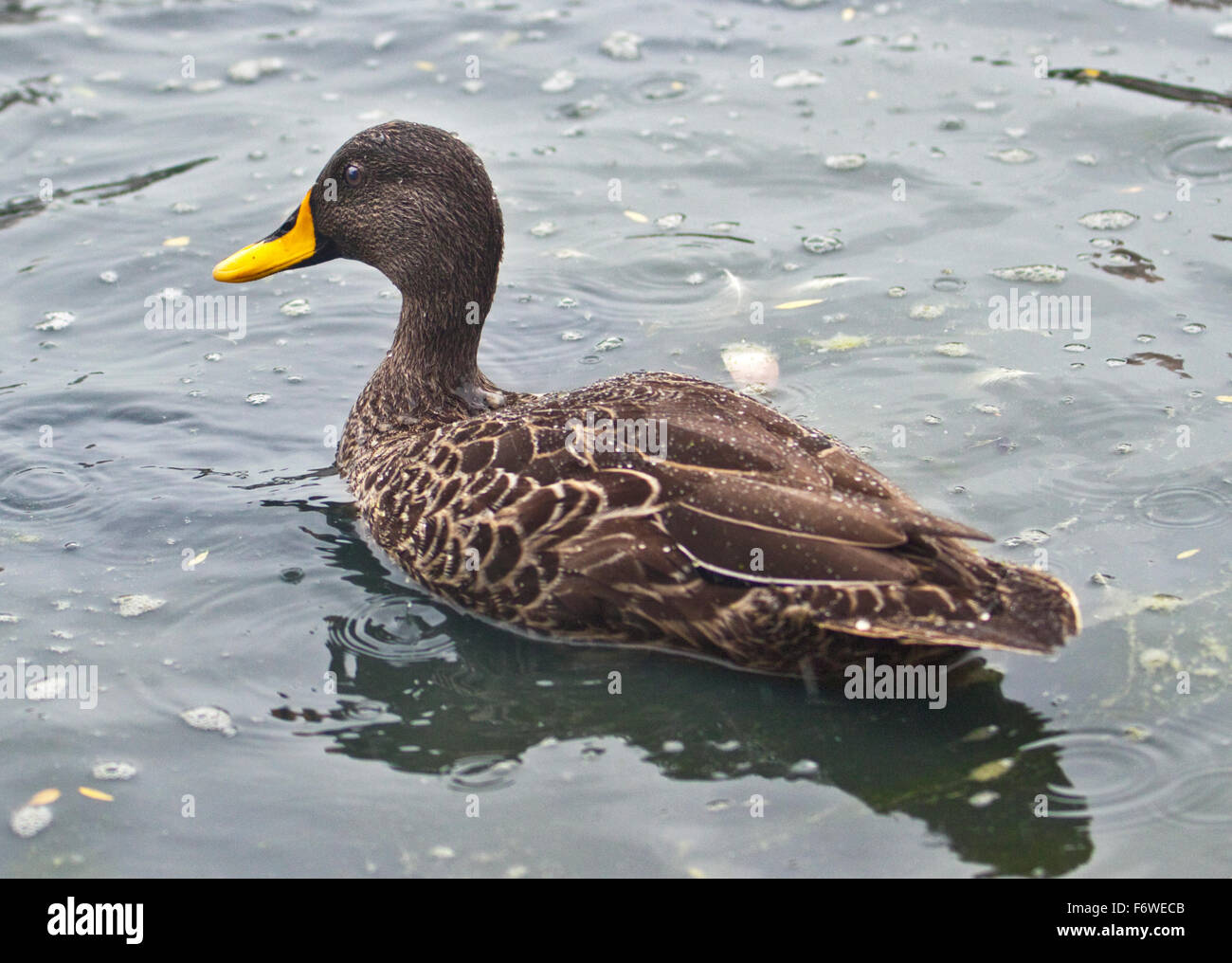 African yellowbill duck hi-res stock photography and images - Alamy
