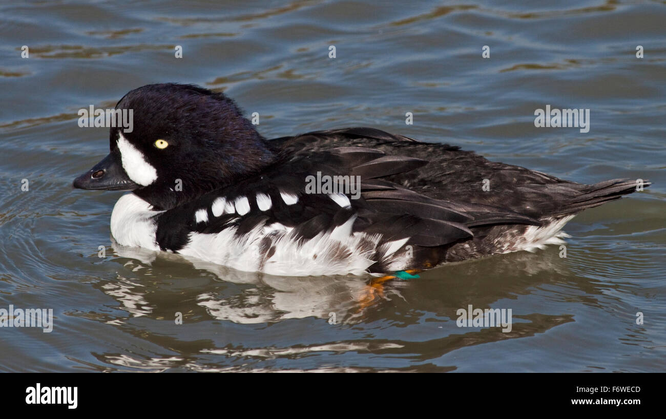 Barrow's Goldeneye Duck (bucephala islandica) male Stock Photo - Alamy