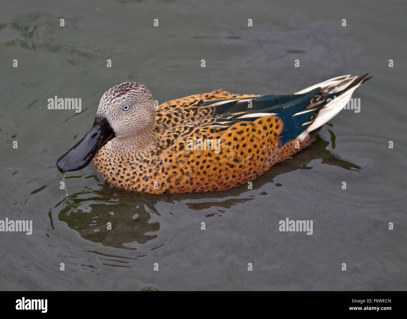 Argentina duck hi-res stock photography and images - Alamy