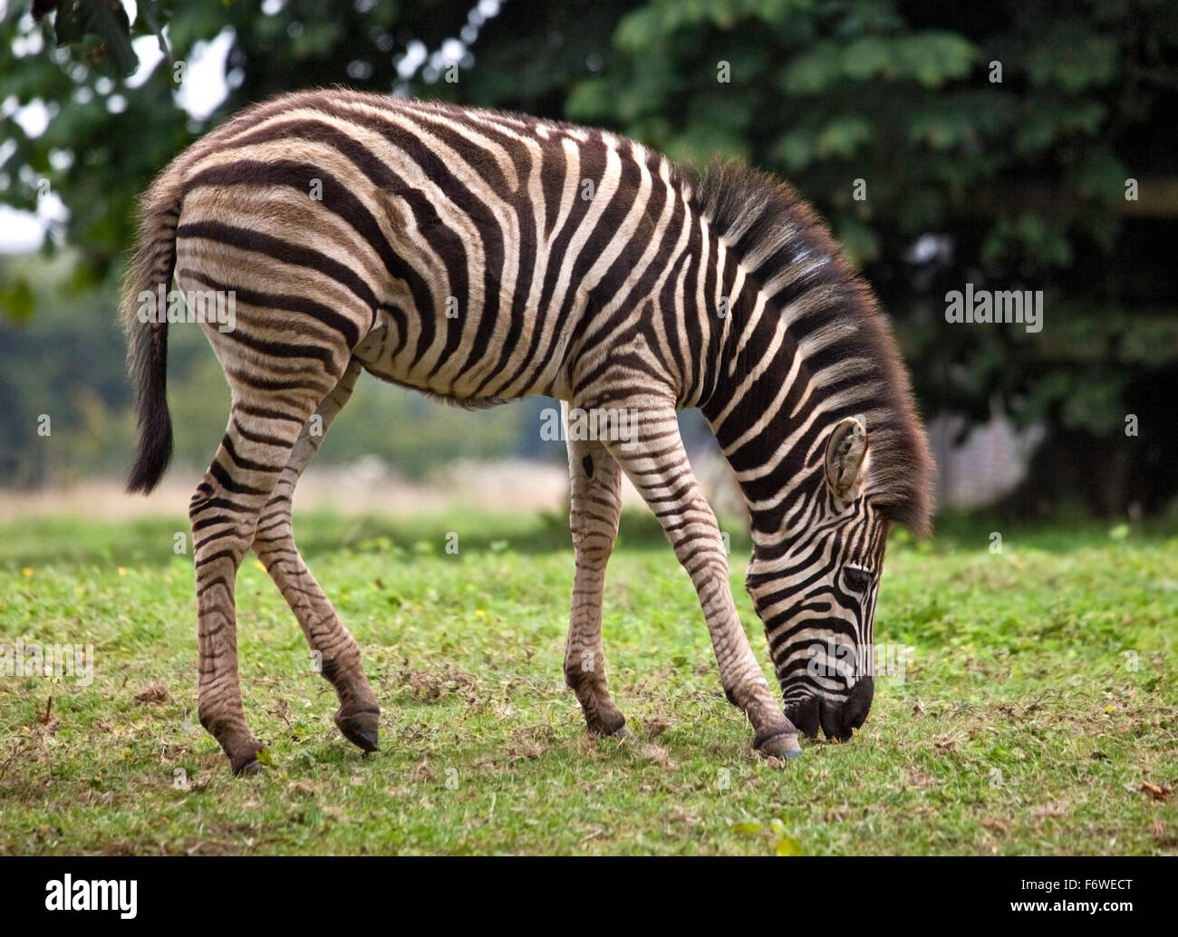 Chapmans zebra hi-res stock photography and images - Alamy