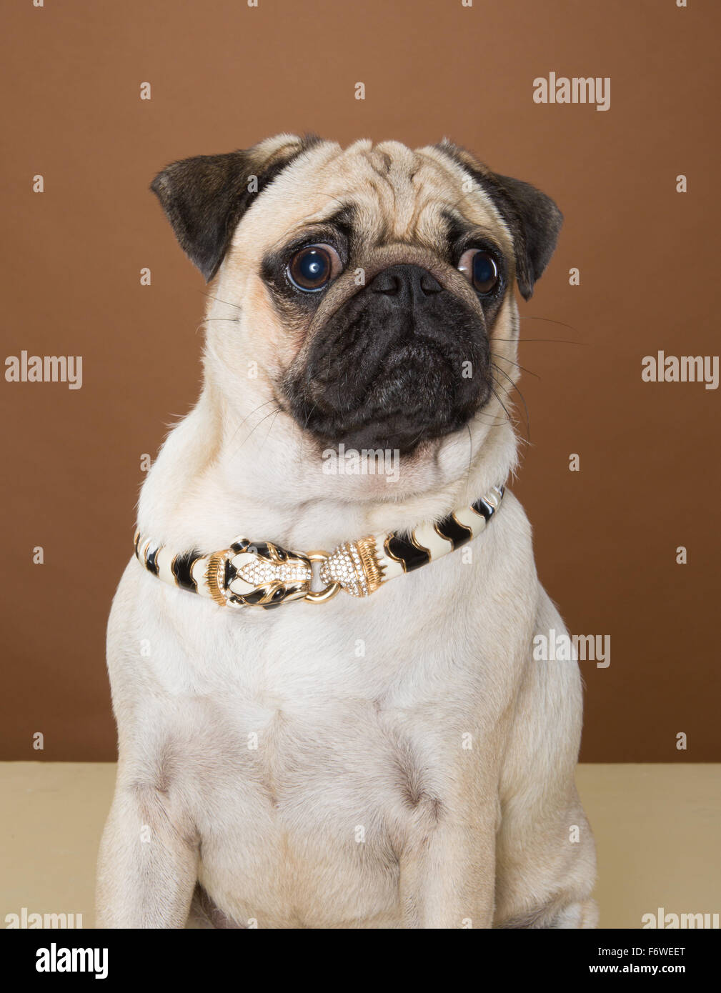 Wrinkle face of a pug hi-res stock photography and images - Alamy