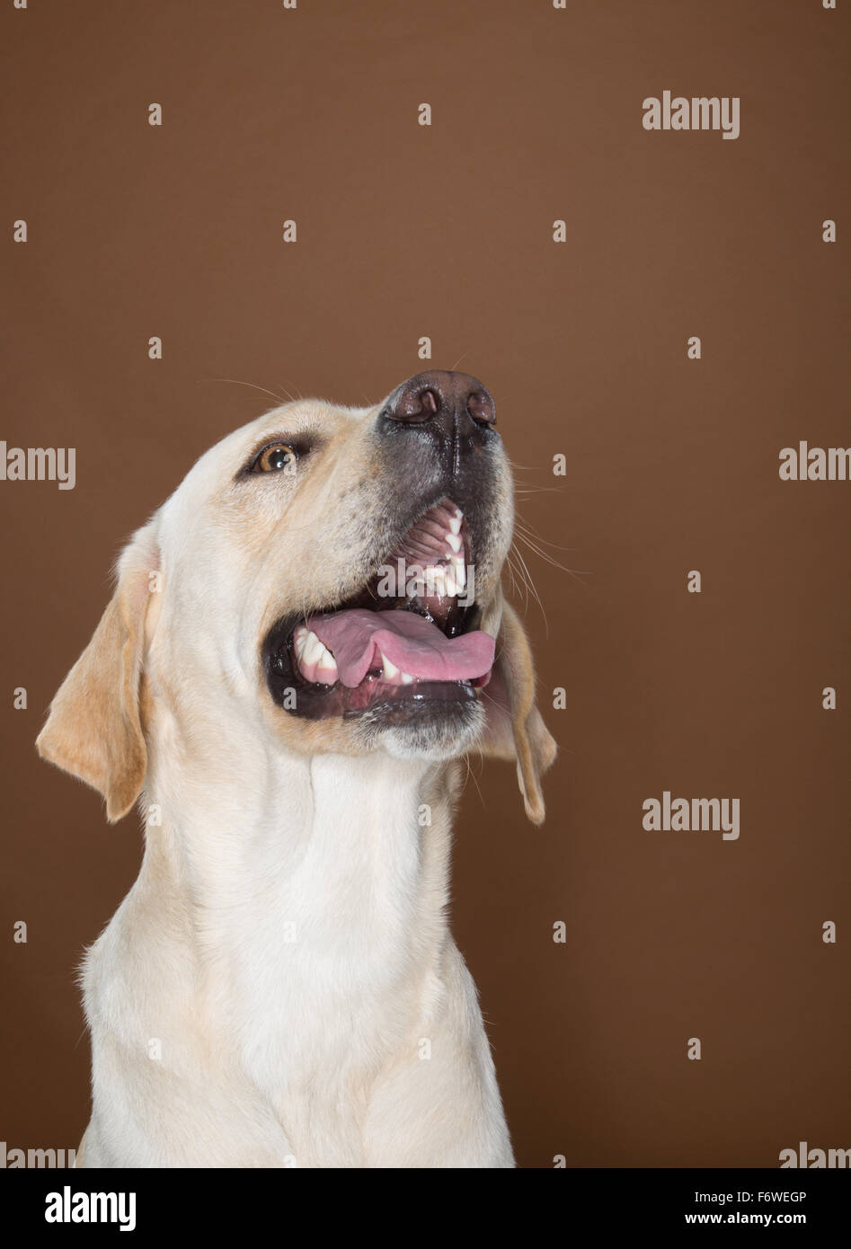 Cream labrador hi-res stock photography and images - Alamy