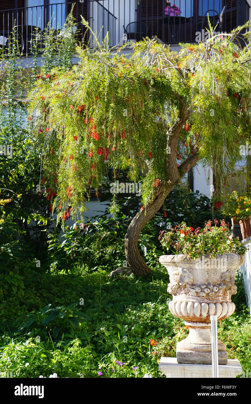 Bent tree with long red flowers in San't Agata. Italy Stock Photo - Alamy