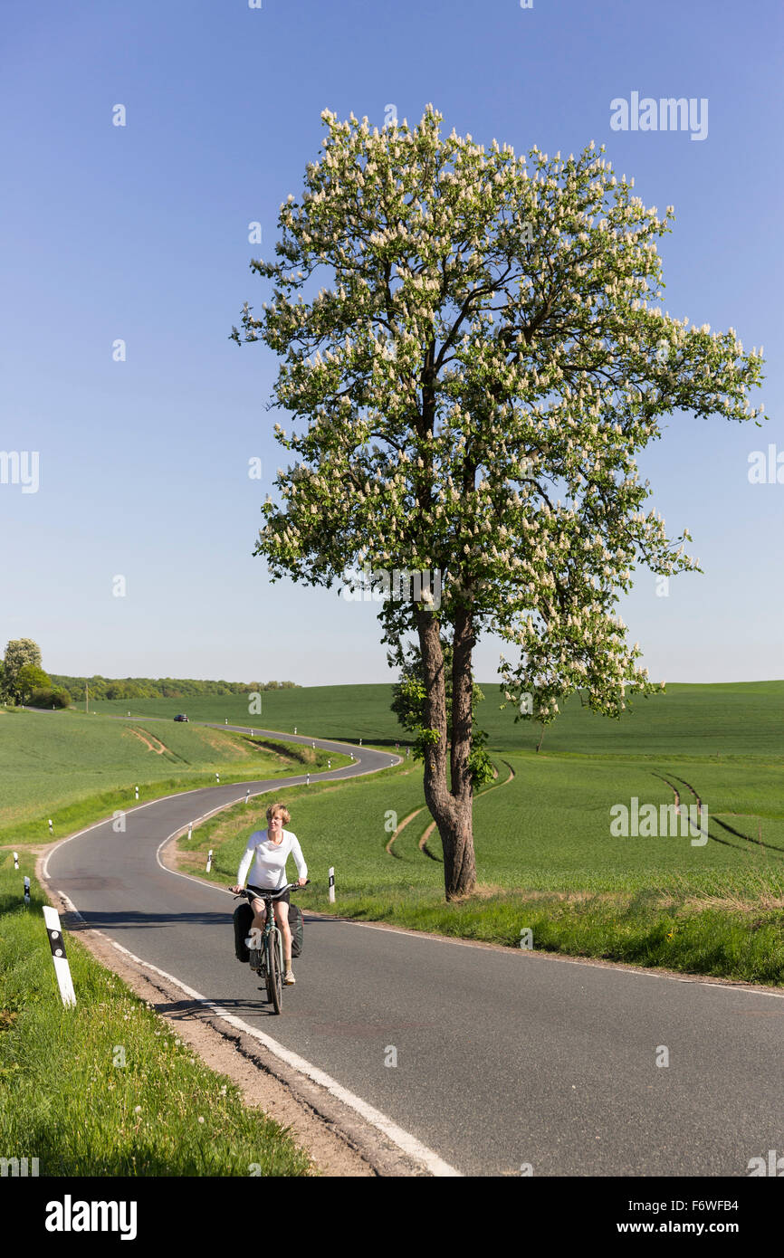 Cycling road trees hi-res stock photography and images - Alamy