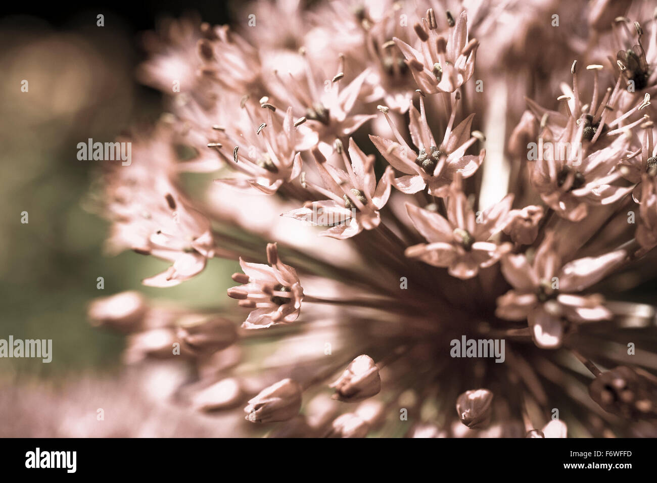 Crop flower hi-res stock photography and images - Alamy