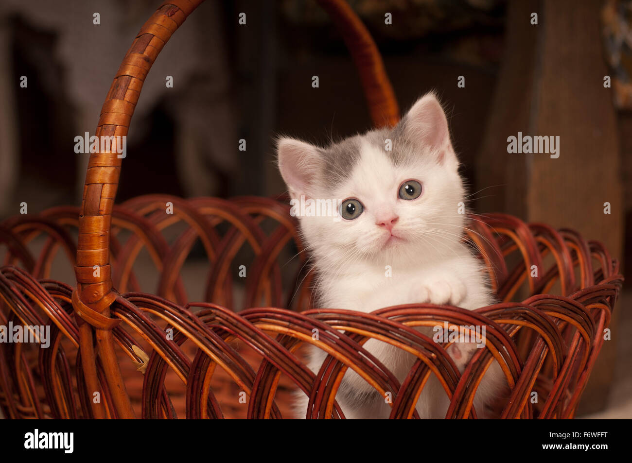 Cute little kitten Stock Photo - Alamy