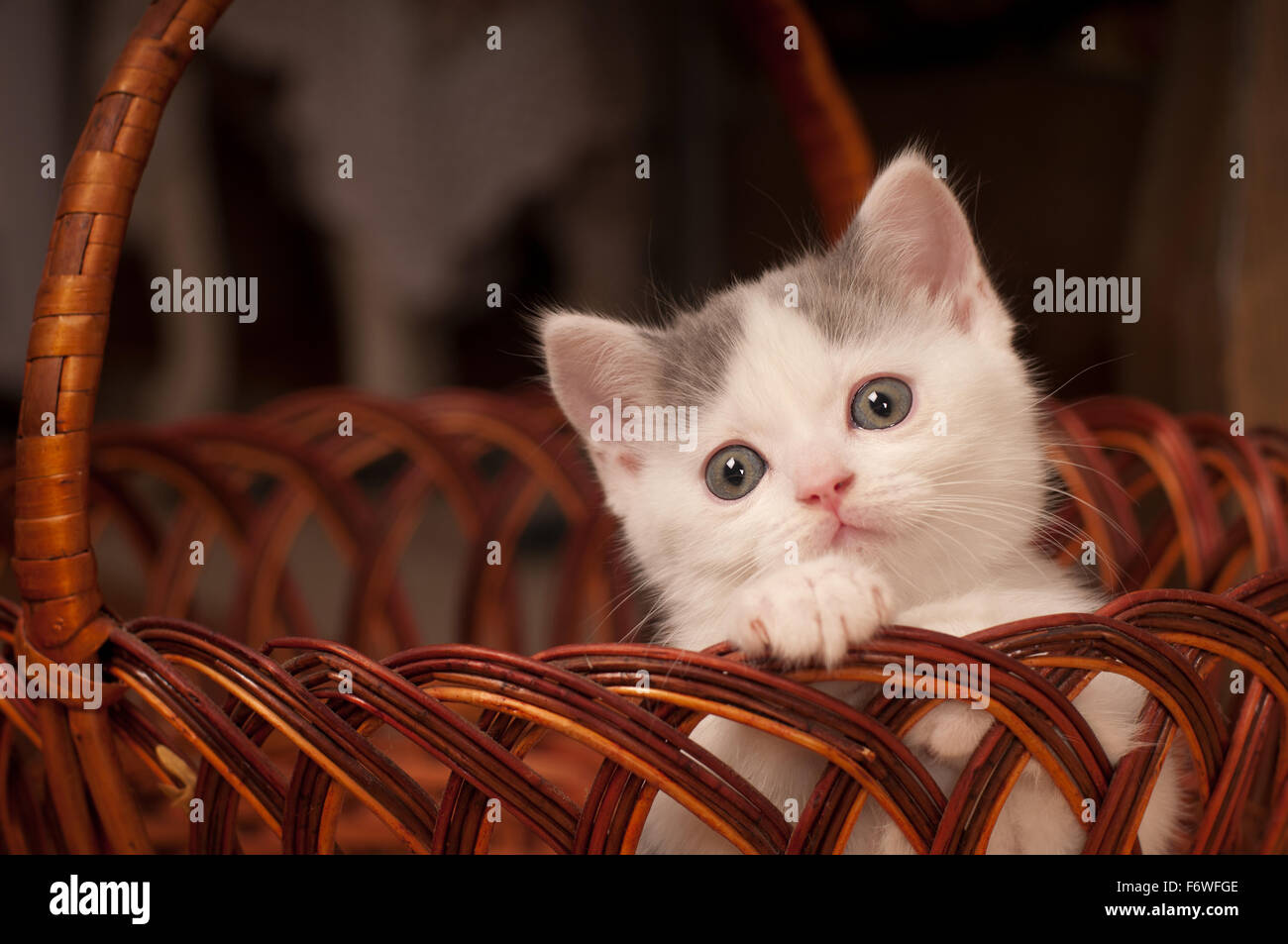 Cute little kitten Stock Photo - Alamy