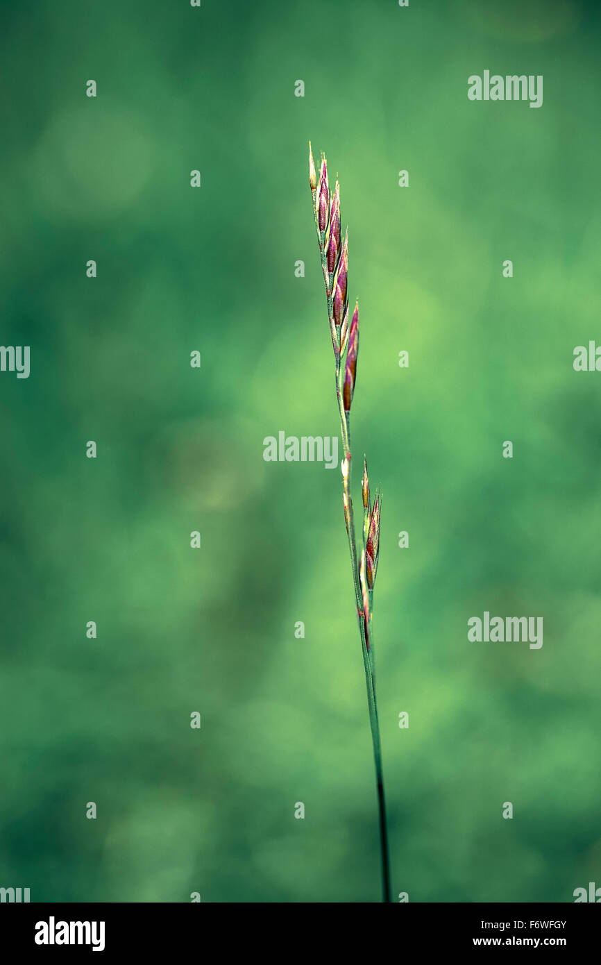 Single grass seed head isolated Stock Photo - Alamy