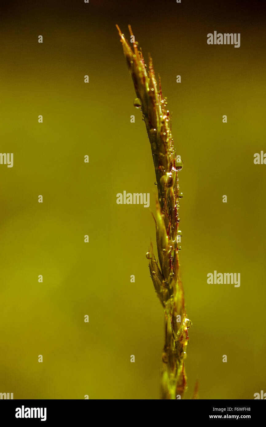Single grass seed head isolated Stock Photo - Alamy