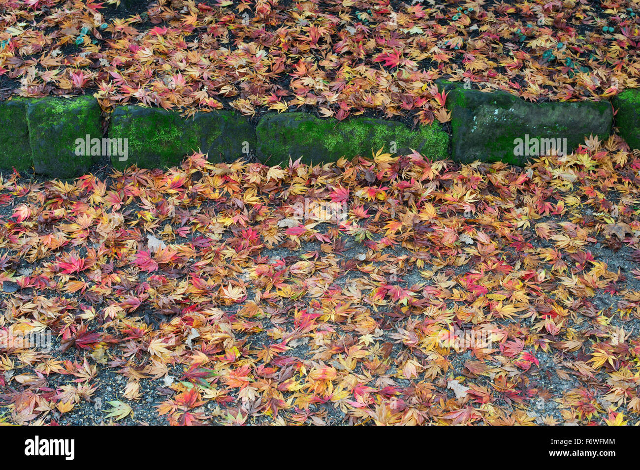 Decaying tree leaves hi-res stock photography and images - Alamy