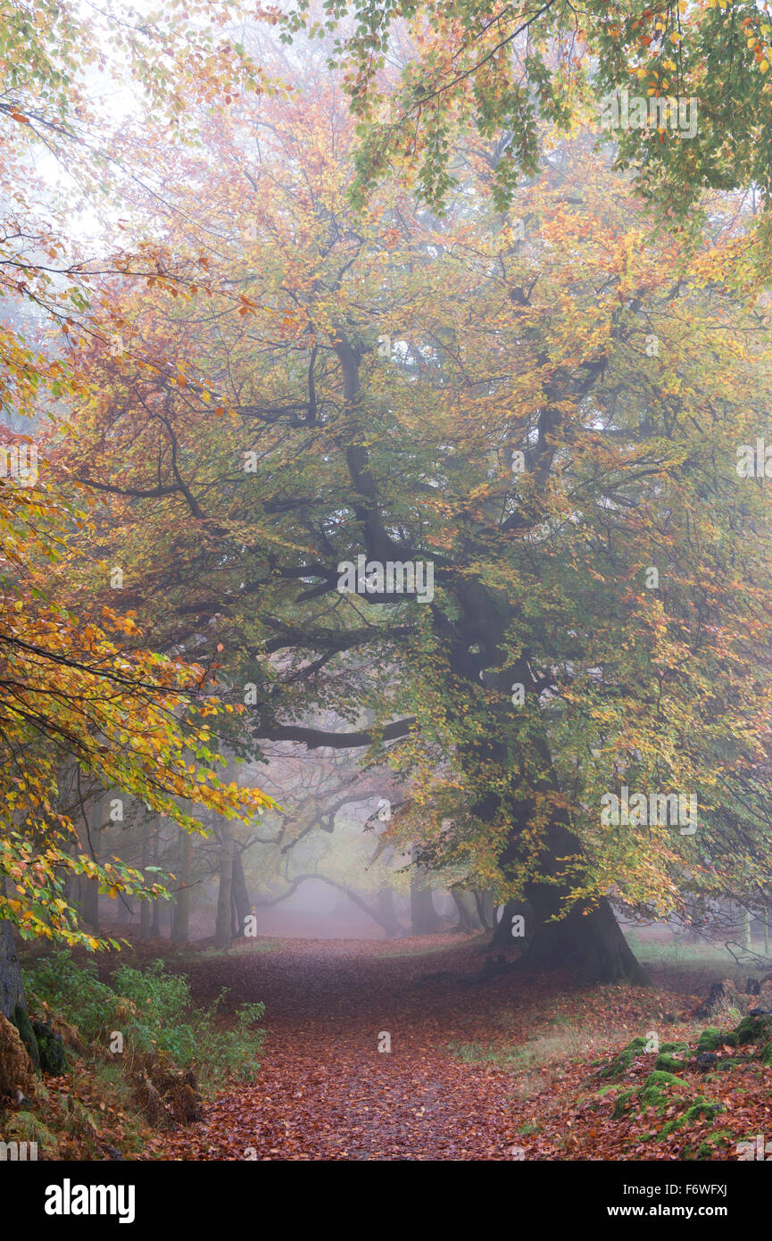 Fagus sylvatica. Beech trees and autumn mist. Ladys walk, Ashridge ...