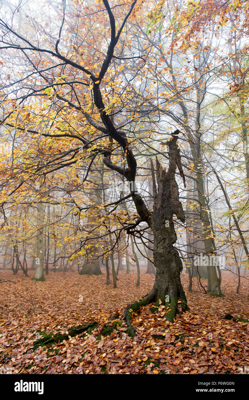 Fagus sylvatica. Living Beech tree branch on a destroyed tree trunk in ...