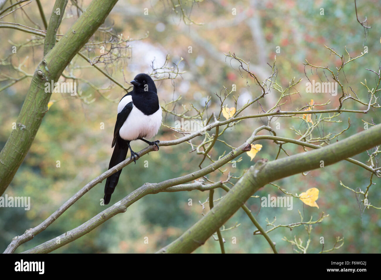 Magpies in the garden hi-res stock photography and images - Alamy