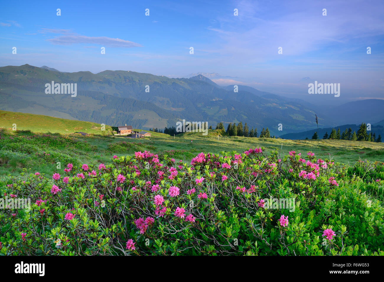 Alpine roses in blossom and alpine hut, Feldalpenhorn, Feldalphorn ...
