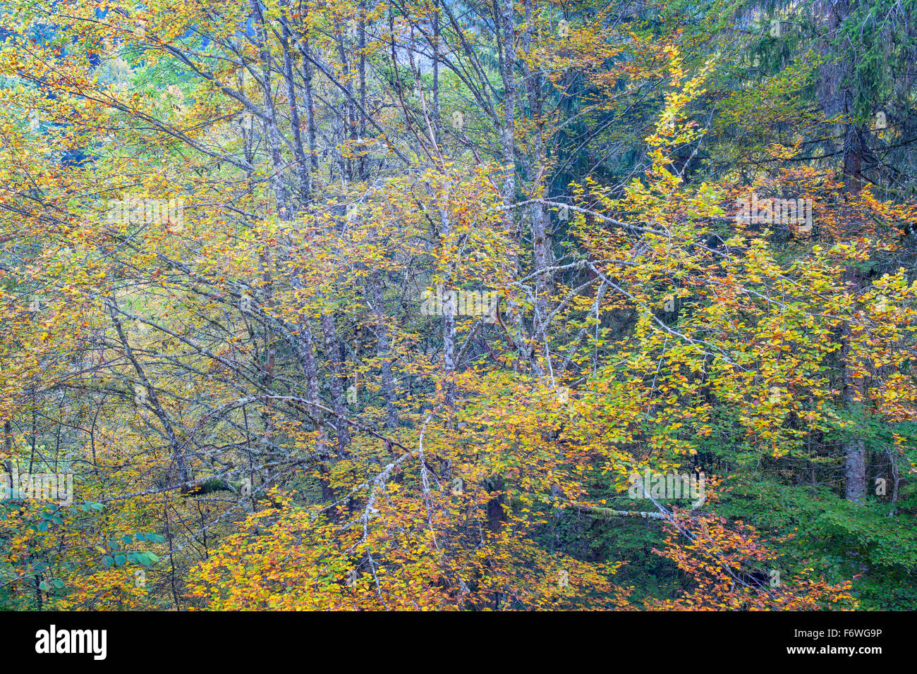 Autumn in the forest with colorful leaves, Haute Savoie, France Stock ...