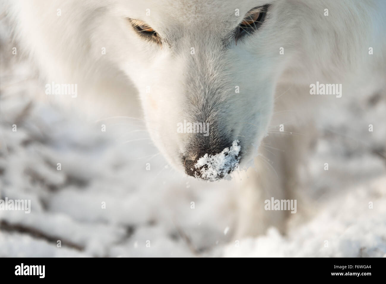 Samoyed in snow Stock Photo - Alamy