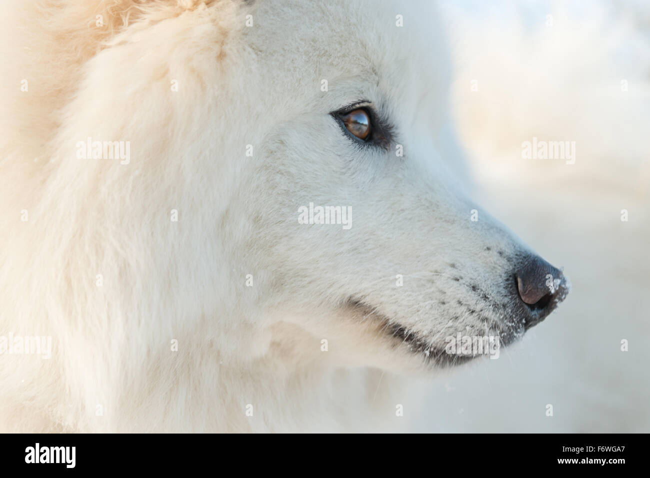 Samoyed in snow Stock Photo - Alamy