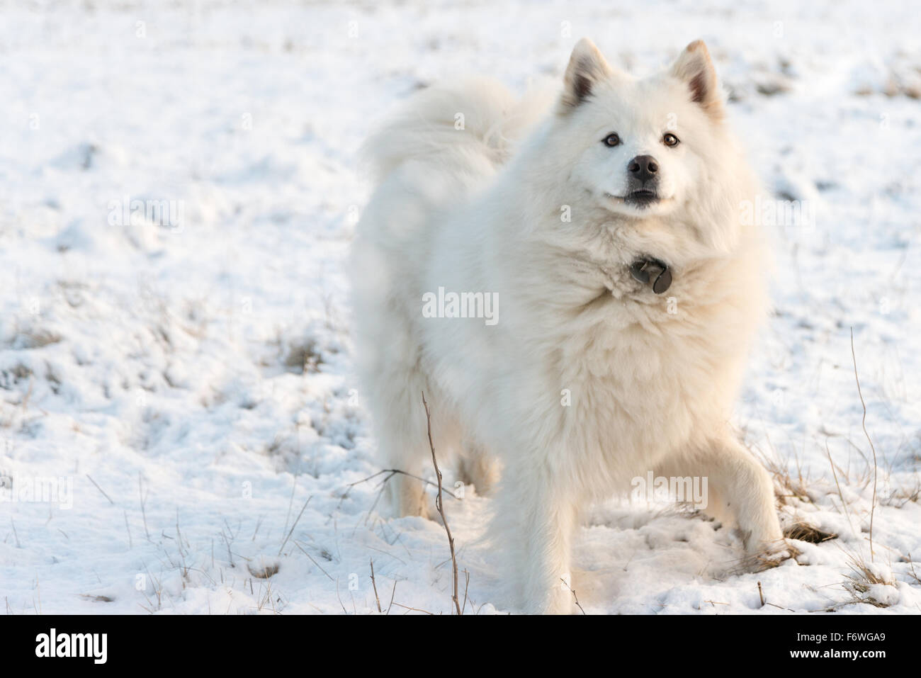 Samoyed in snow Stock Photo - Alamy
