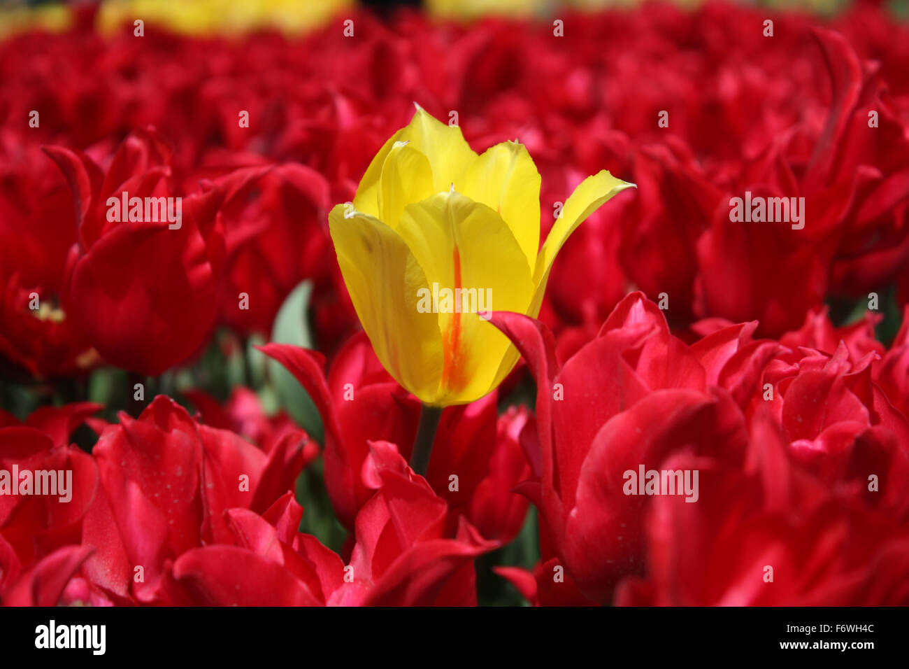 Tulipsnin hi-res stock photography and images - Alamy