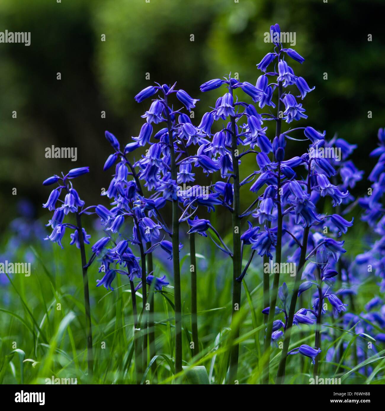 Weather bluebells hi-res stock photography and images - Alamy