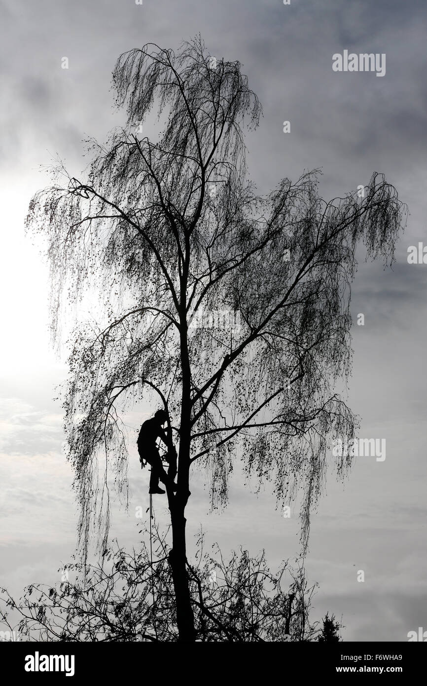 A tree surgeon lumberjack works high up in a tree cutting off branches ...