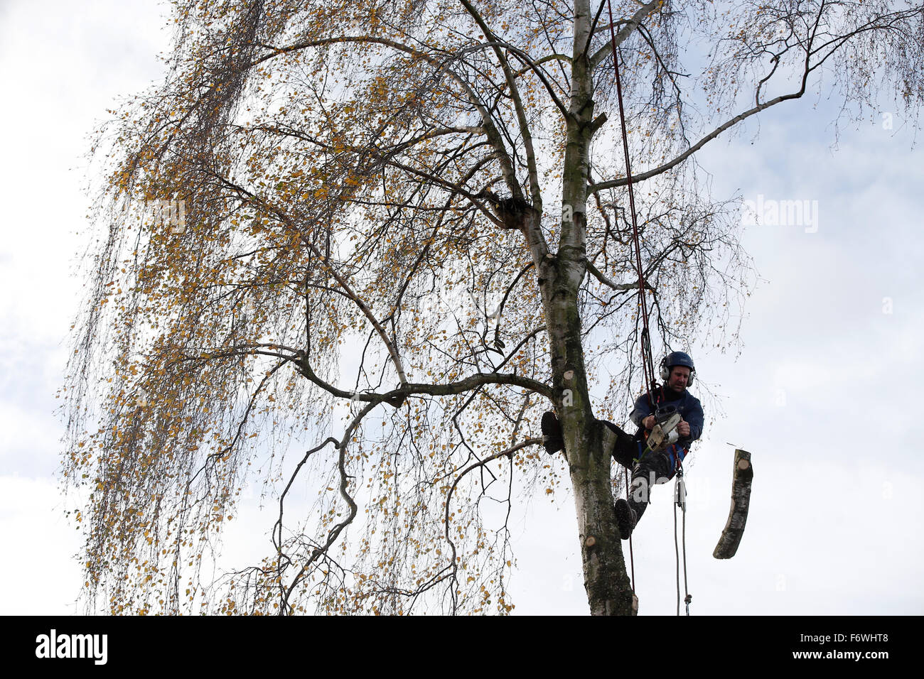 A tree surgeon lumberjack works high up in a tree cutting off branches ...