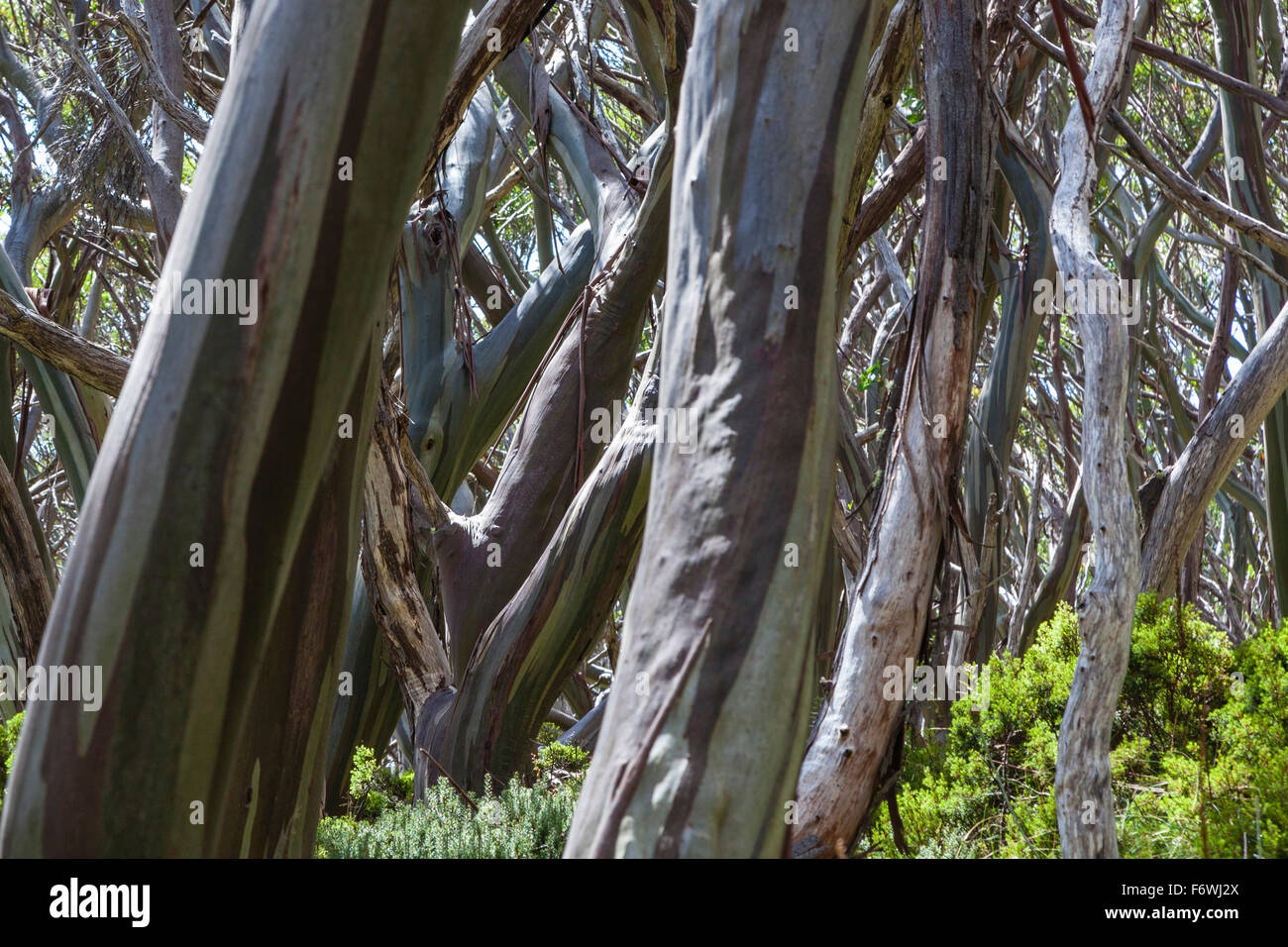 Baw baw park australia hi-res stock photography and images - Alamy