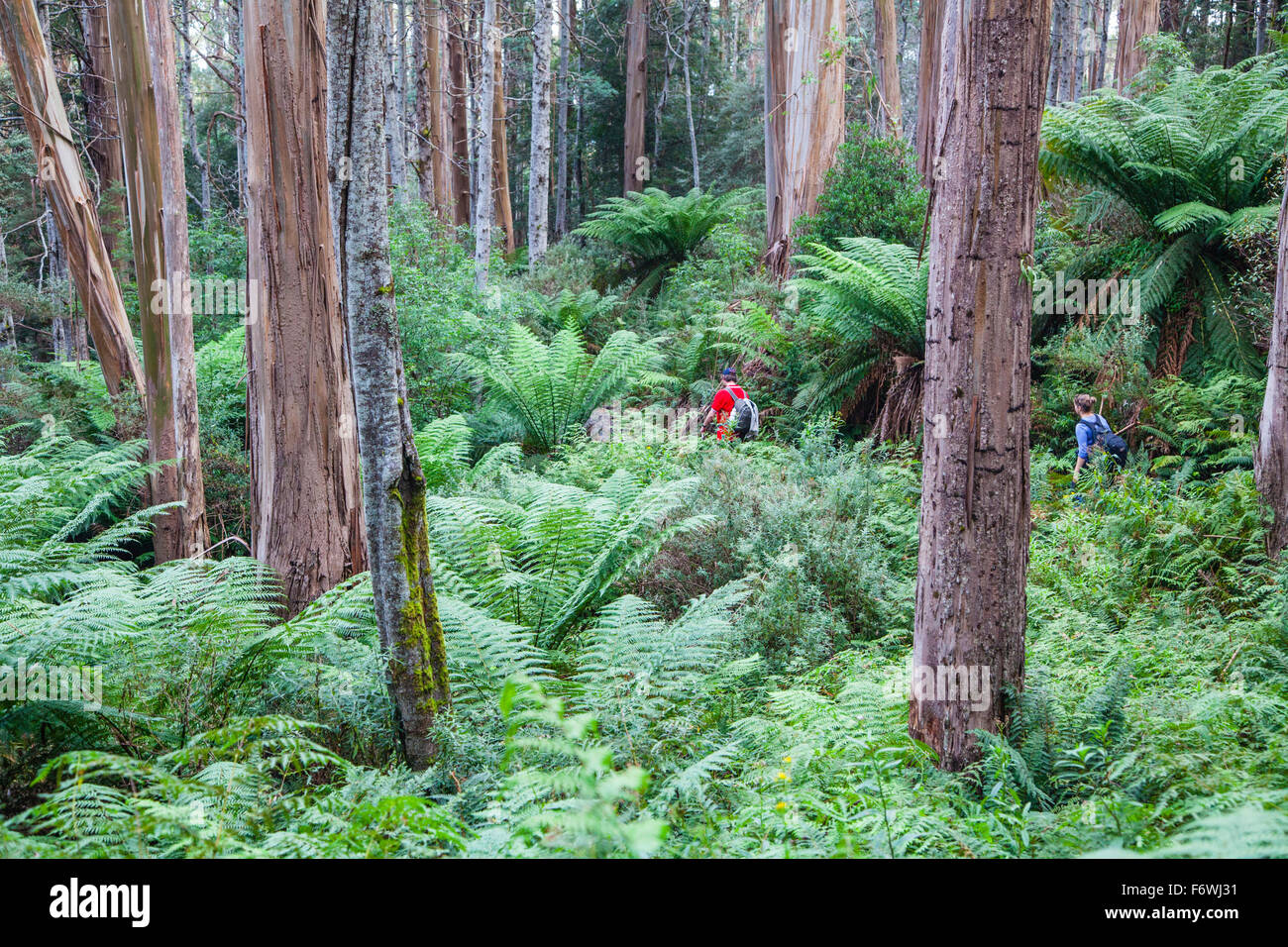 Hikers in a forest, Baw Baw Plateau, Baw Baw National Park, Victoria ...