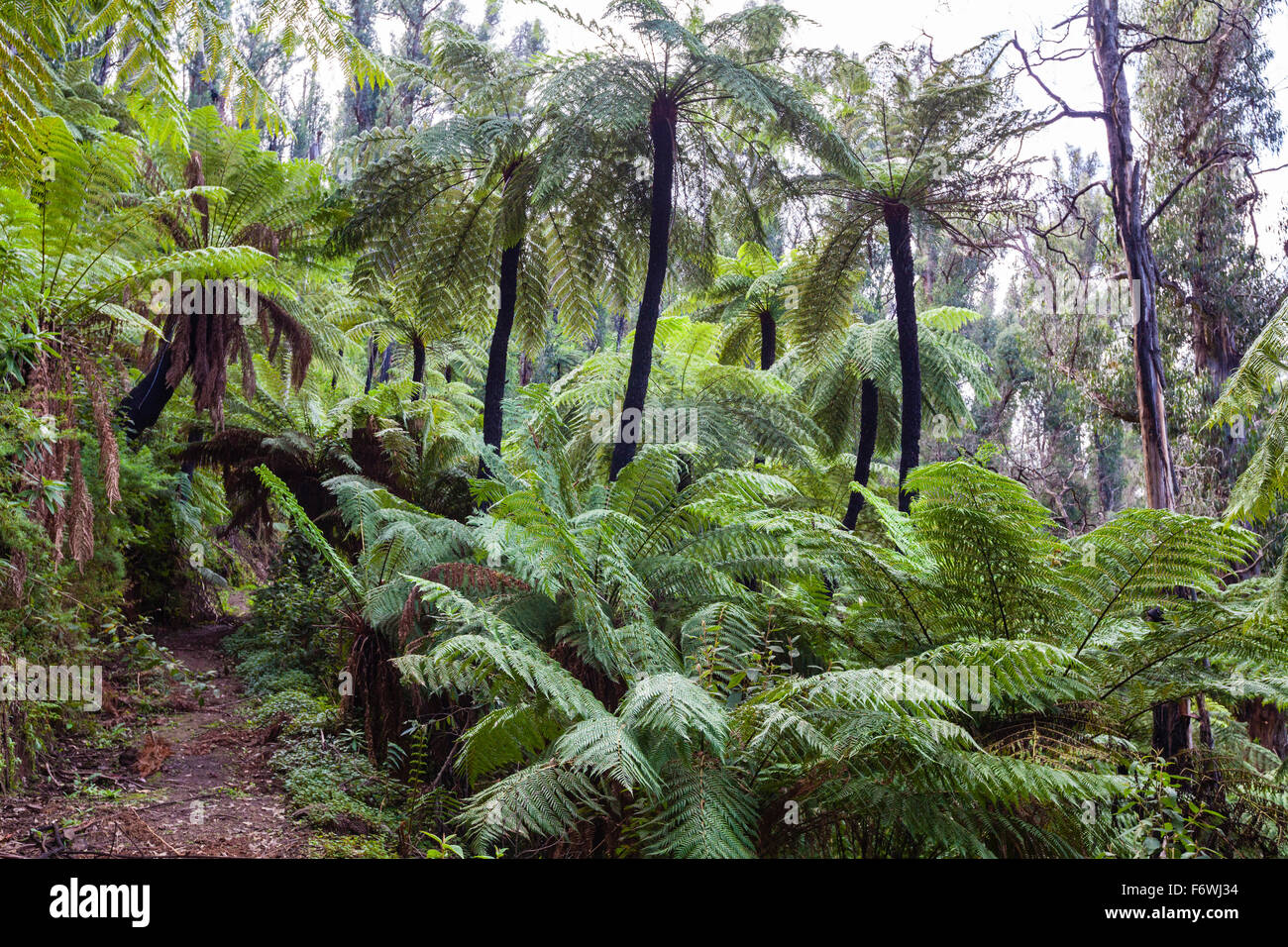 Burned tree ferns, Baw Baw, Victoria, Australia Stock Photo - Alamy