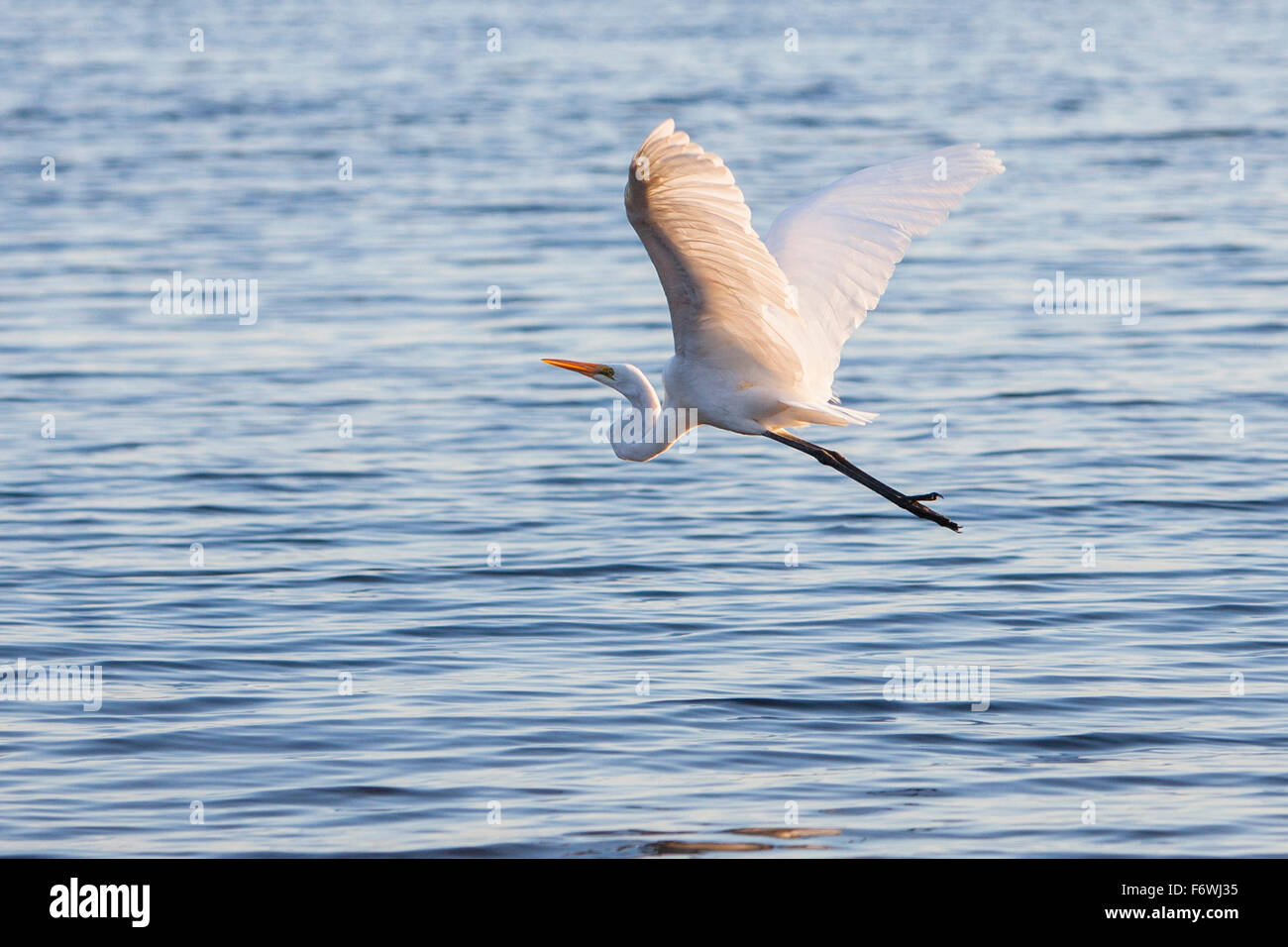 Great egret flying, Lakes Entrance, Victoria, Australia Stock Photo - Alamy
