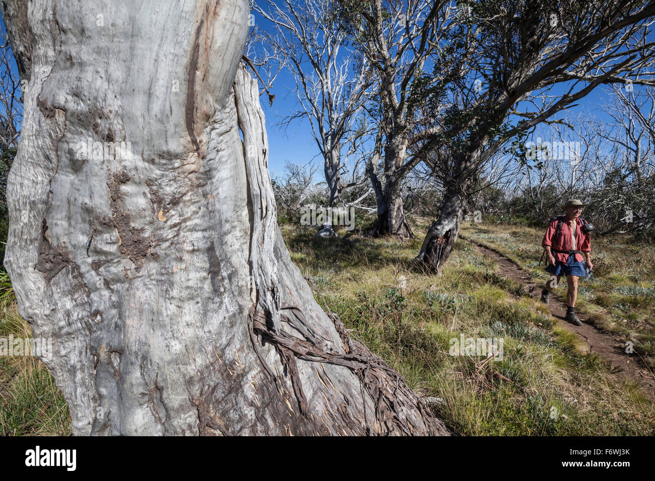 Man hiking, Alpine National Park, Victoria, Australia Stock Photo - Alamy