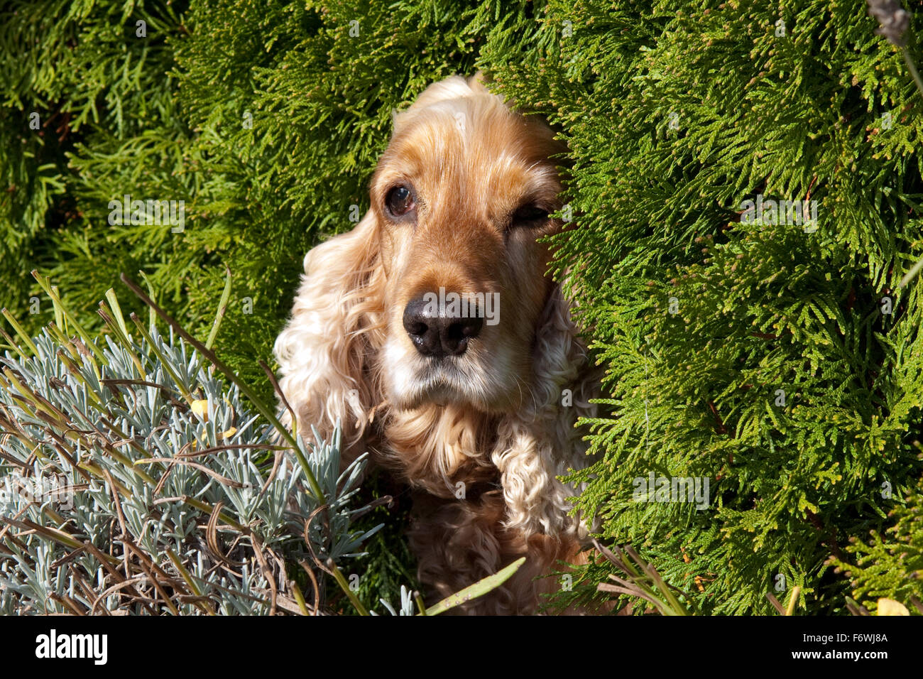 Roter hund hi-res stock photography and images - Alamy
