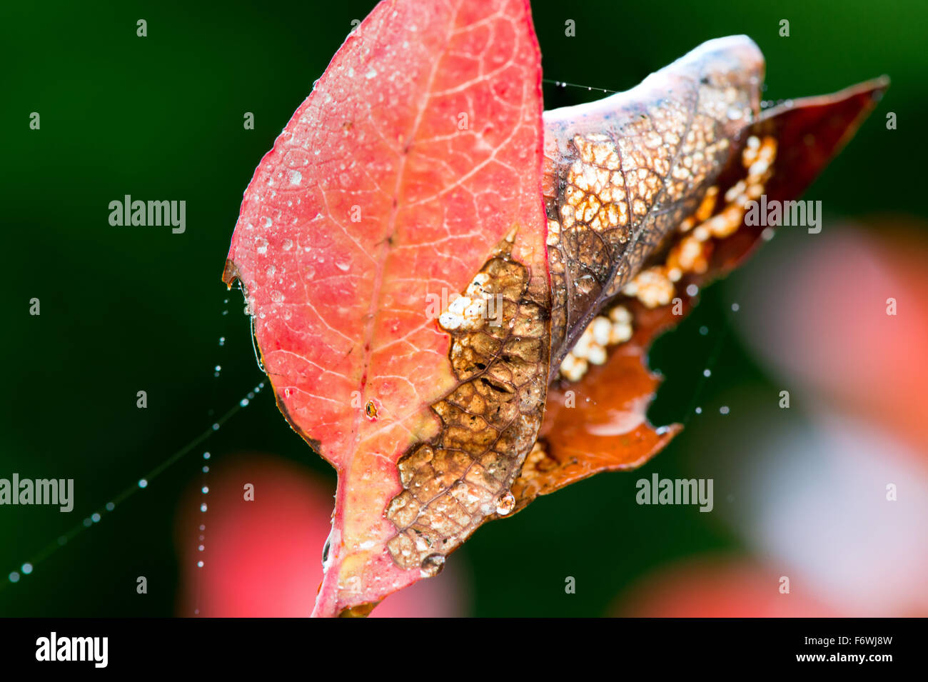 Fall autumn decay plants hi-res stock photography and images - Alamy