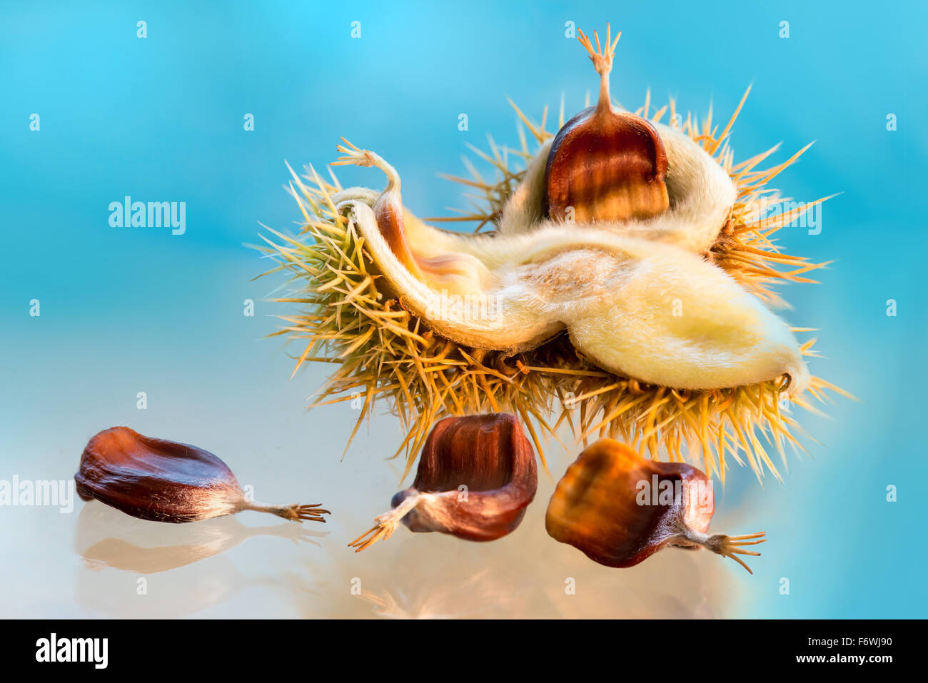 Chestnut Casing High Resolution Stock Photography and Images - Alamy