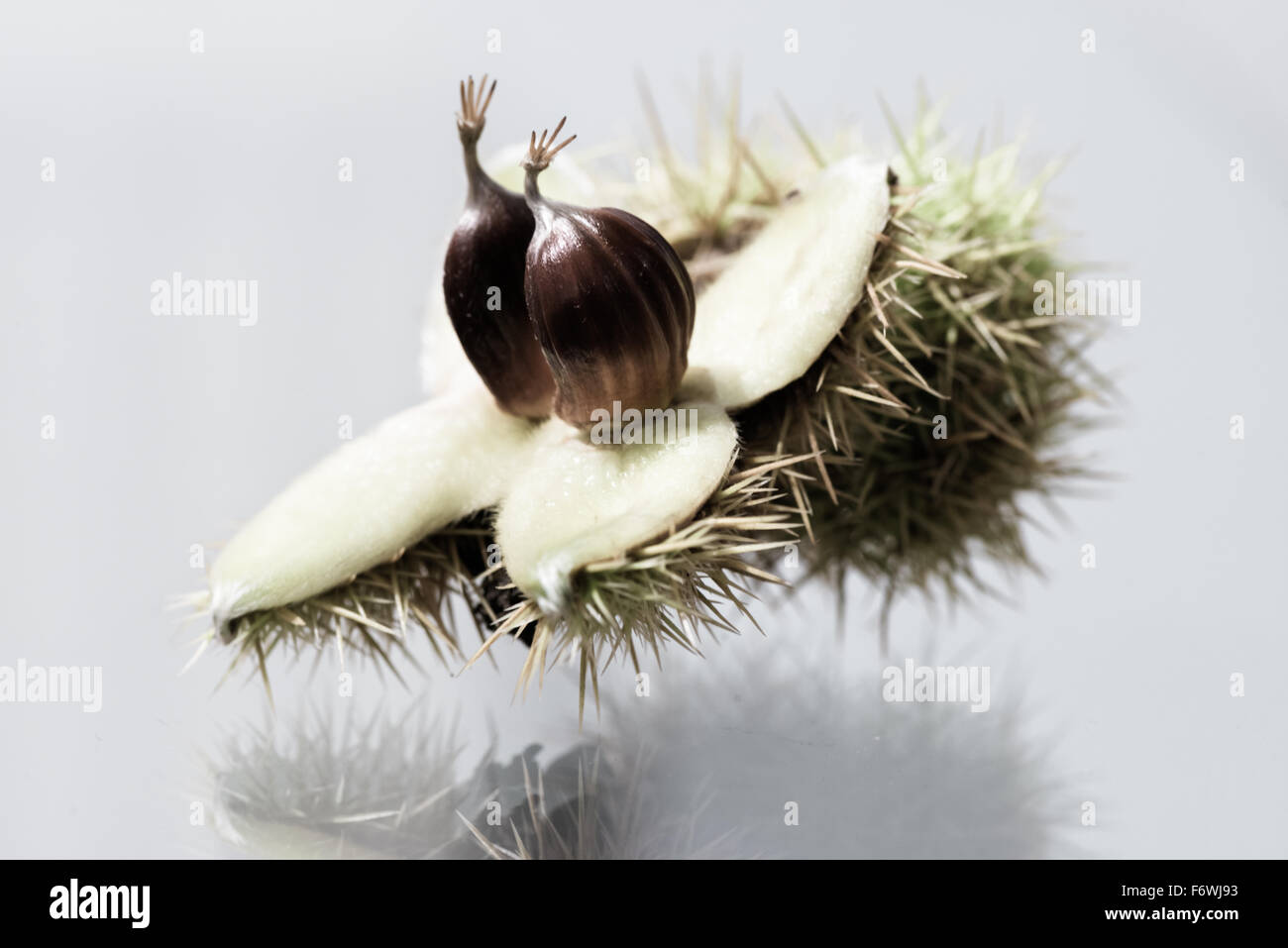 Immature chestnut fruit hi-res stock photography and images - Alamy