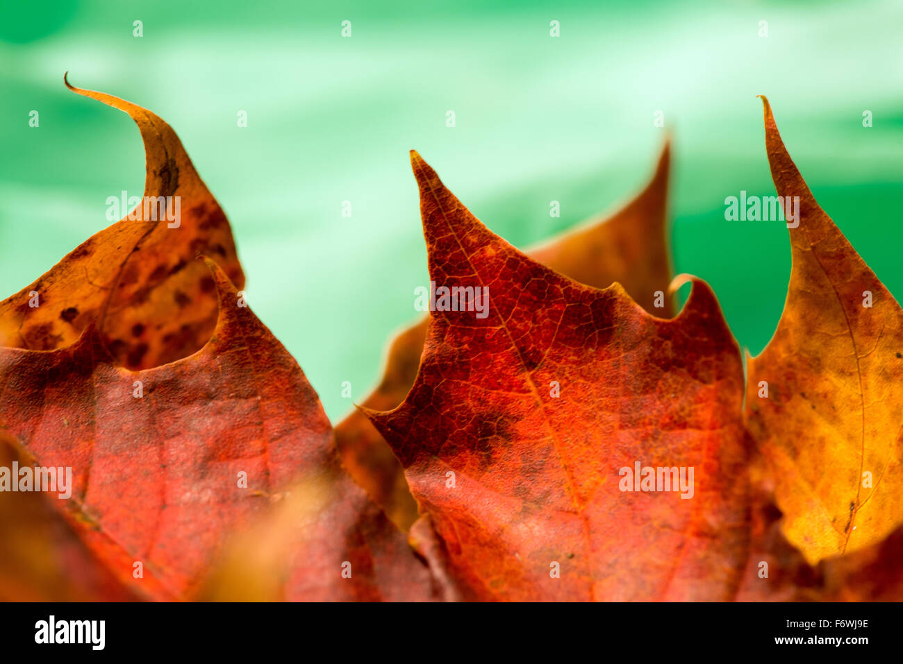 Fall autumn decay plants hi-res stock photography and images - Alamy